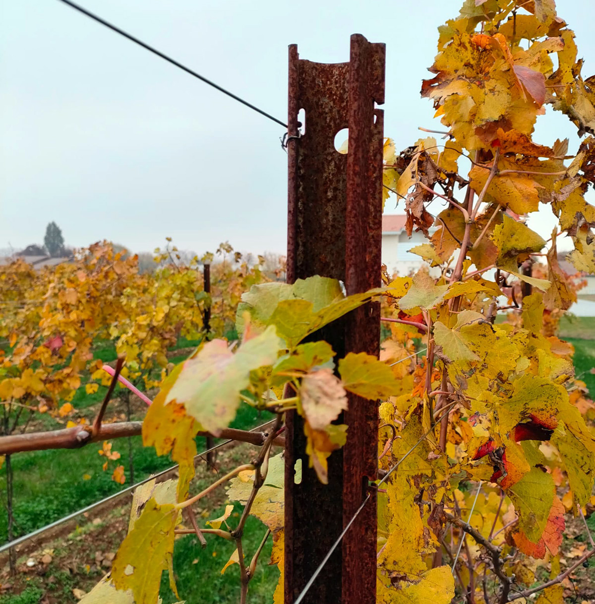 How to Build Vineyard Trellis System - Sika Trellis Posts