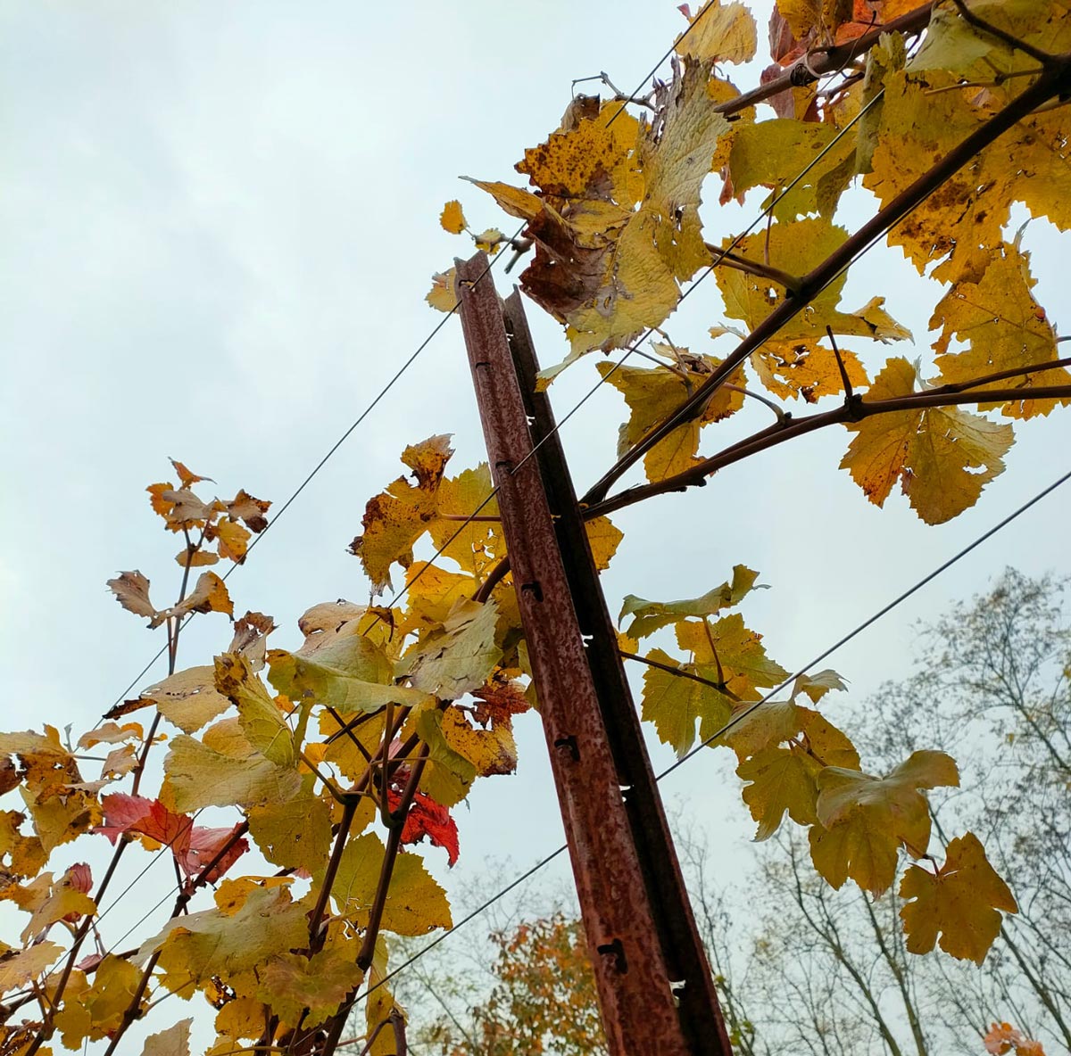 Casarsa Vineyard Trellis System - Sika Vineyard Trellis Posts