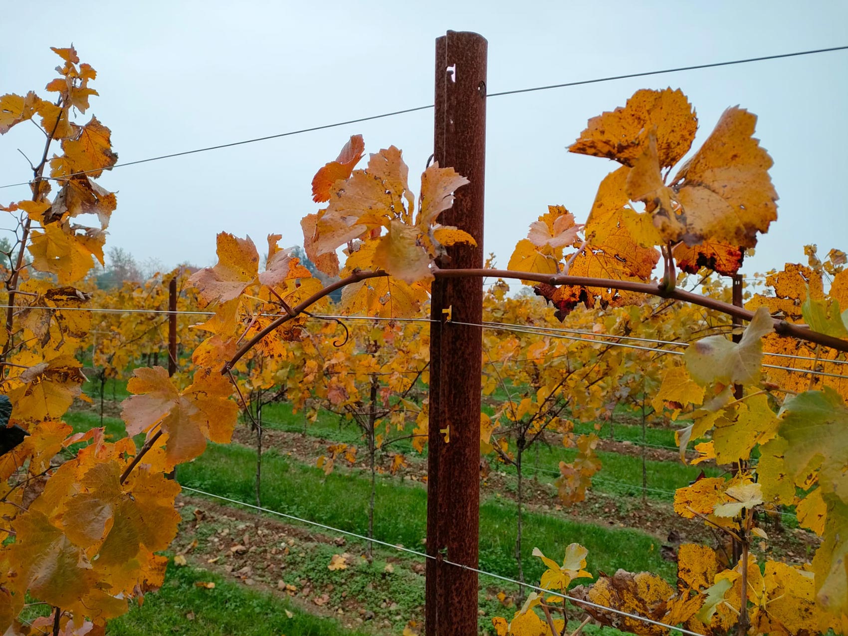 Vineyard Posts Prices: Choose Based on Your Budget